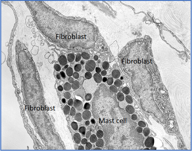 Silver Lab – Weill Cornell Medicine – Department of Physiology and ...