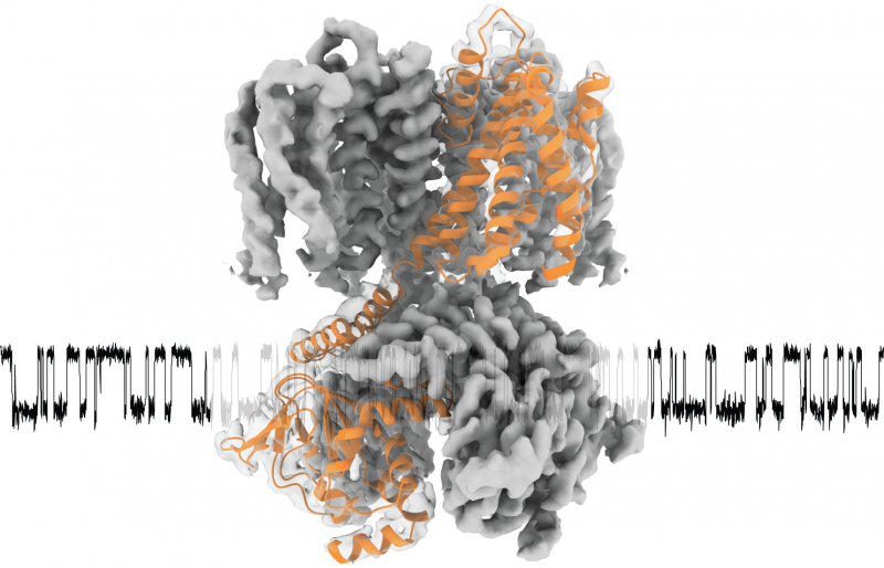 Crina Nimigean, Ph.D. – Weill Cornell Medicine – Department of ...